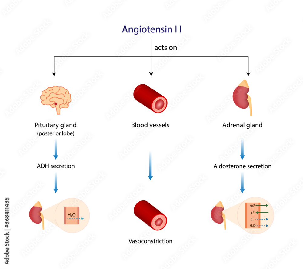 Angiotensin II acts on blood vessels, Adrenal gland and Pituitary gland ...