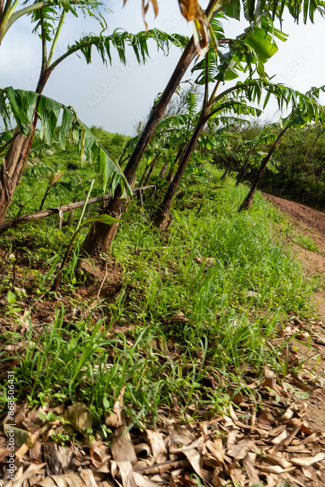 Lush green rice terraces cascade down a tropical hillside beneath a ...