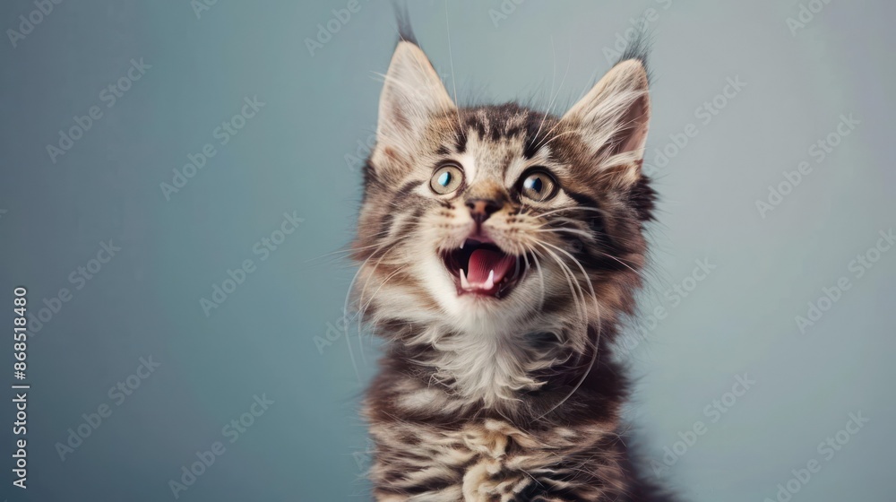 Portrait photography of a cute little LaPerm cat happy smiling , studio ...