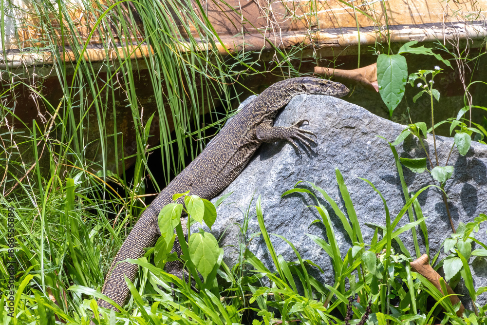 Asian monitor lizards resting on rock. A rare species of Guisap (Bengal ...