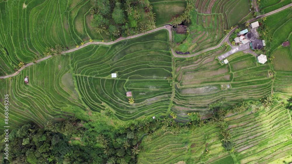 Curved lines of rice field boundaries, view from high altitude. Aerial ...