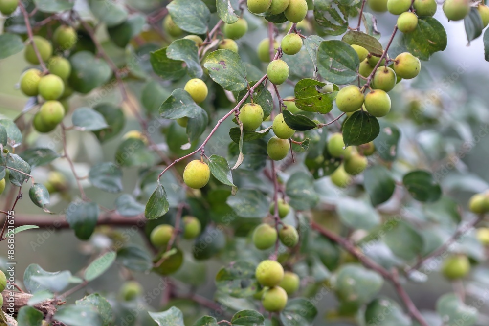 Indian Jujube or Ziziphus mauritiana on the jujube tree.this photo was ...