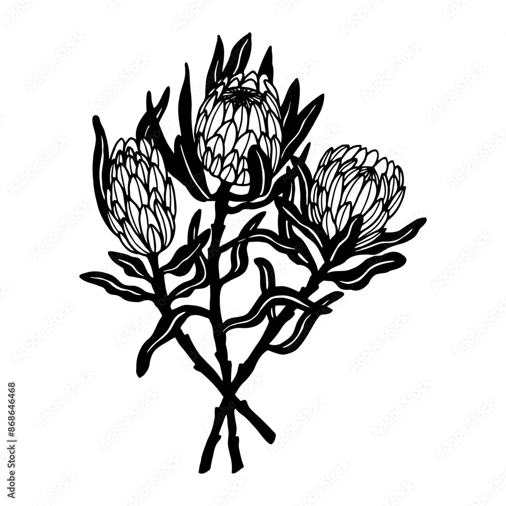 Protea flowers bouquet. Vector stock illustration eps10. Isolate on a ...