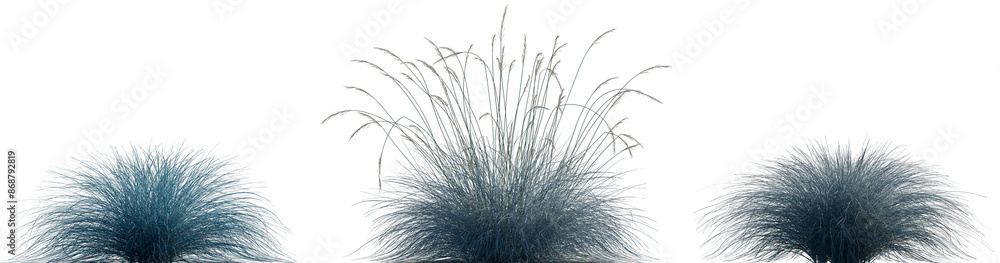 Festuca glauca single grass isolated frontal set of png on a ...