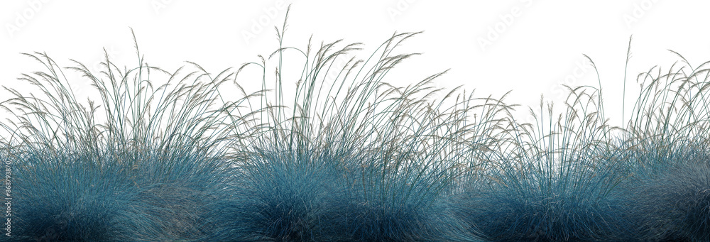 Frontal field set of Festuca glauca grass isolated png on a transparent ...
