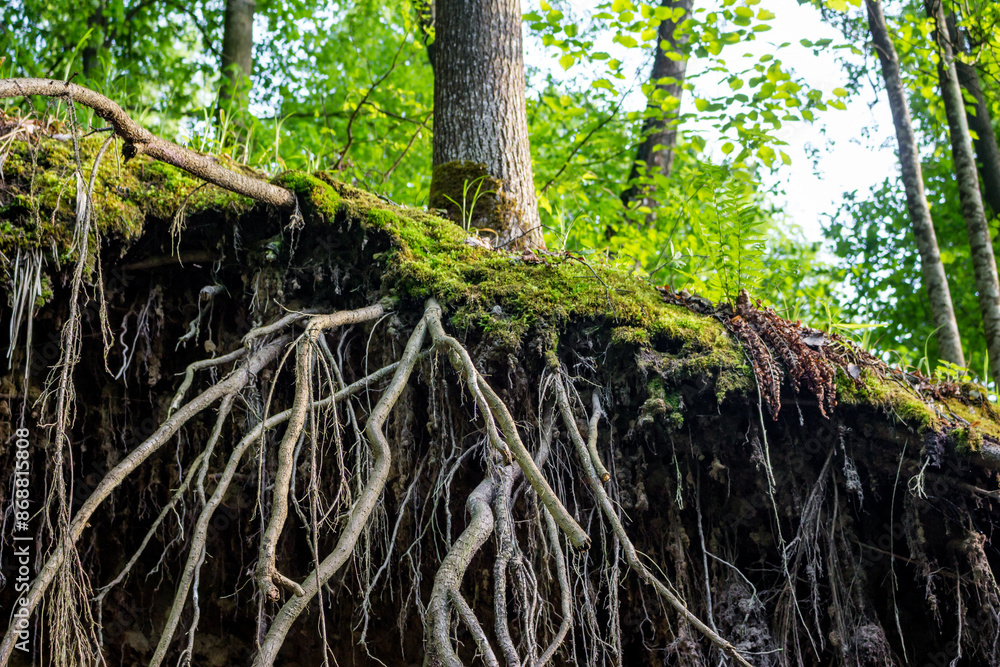 Tree roots sticking out on a cliff, root system Stock Photo | Adobe Stock
