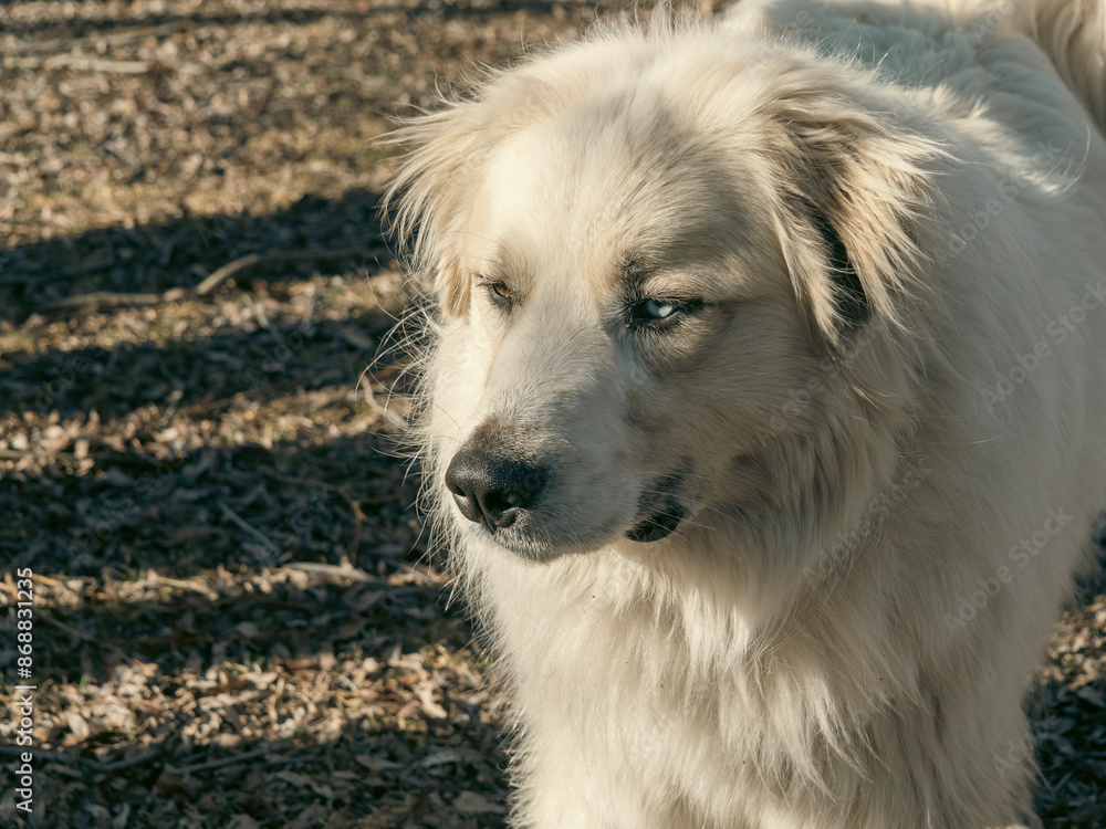 Elliott the Great Pyrenees livestock dog watching over his farm with ...