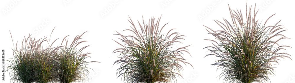 Frontal set of Pennisetum setaceum Rubrum single grass isolated png on ...