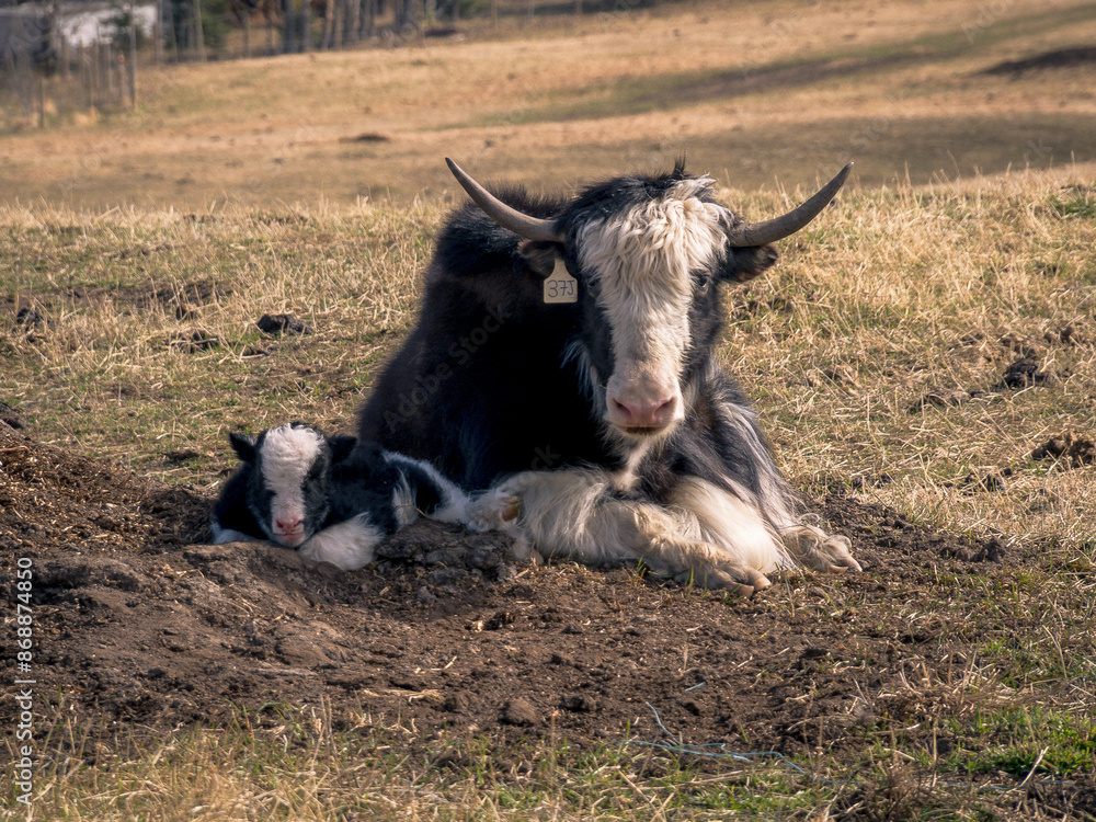 Royal Tibetan Yak with baby yak hanging together on a mound of dirt on ...