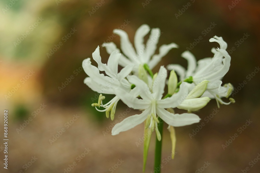 White spider lilies (nerine flexuosa alba) growing in the woods at ...