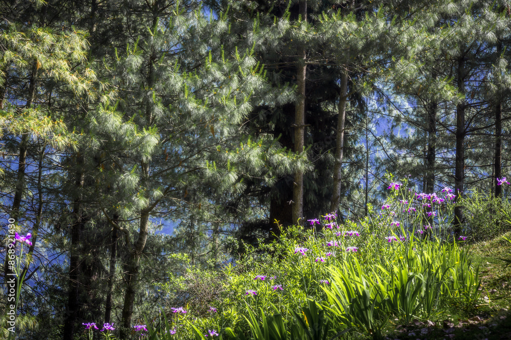Alpine mountain scape with Iris flowers in a small meadow surrounds the ...