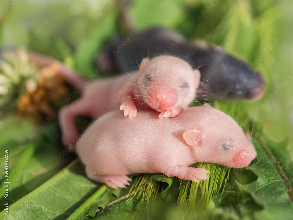 Three little blind mice lie on green leaves, baby mice, pets ...
