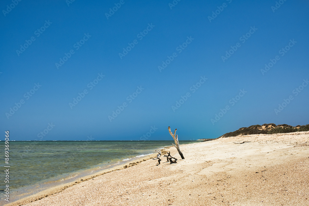 Deserted beach with the remains of a dead tree. Oyster Stacks ...