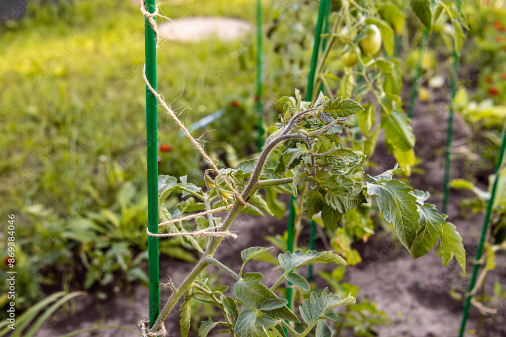 Growing tomatoes in open ground. Tomatoes tied to a support stick Stock ...