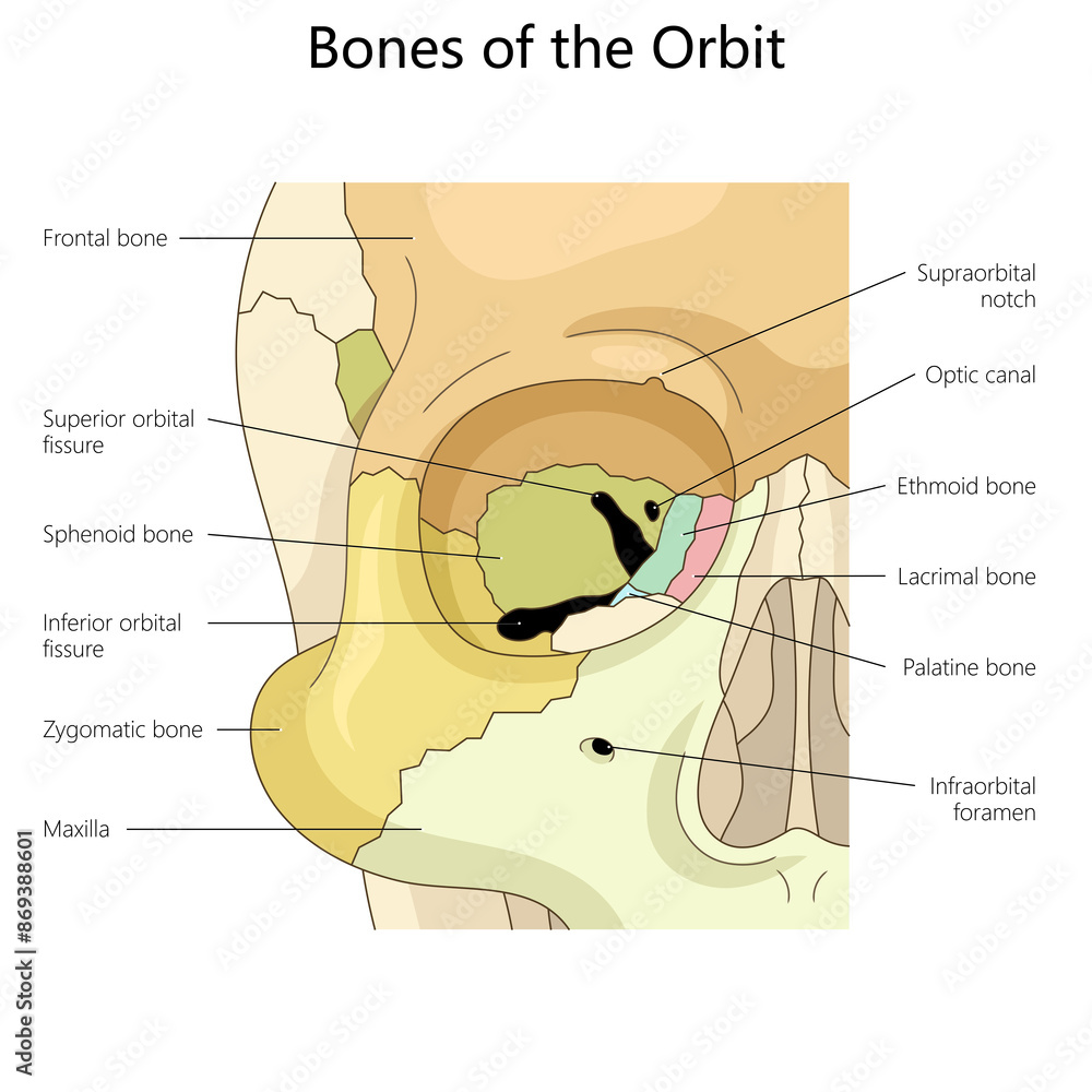 bones of the orbit, highlighting key structures such as the frontal, zygomatic, and ethmoid ...