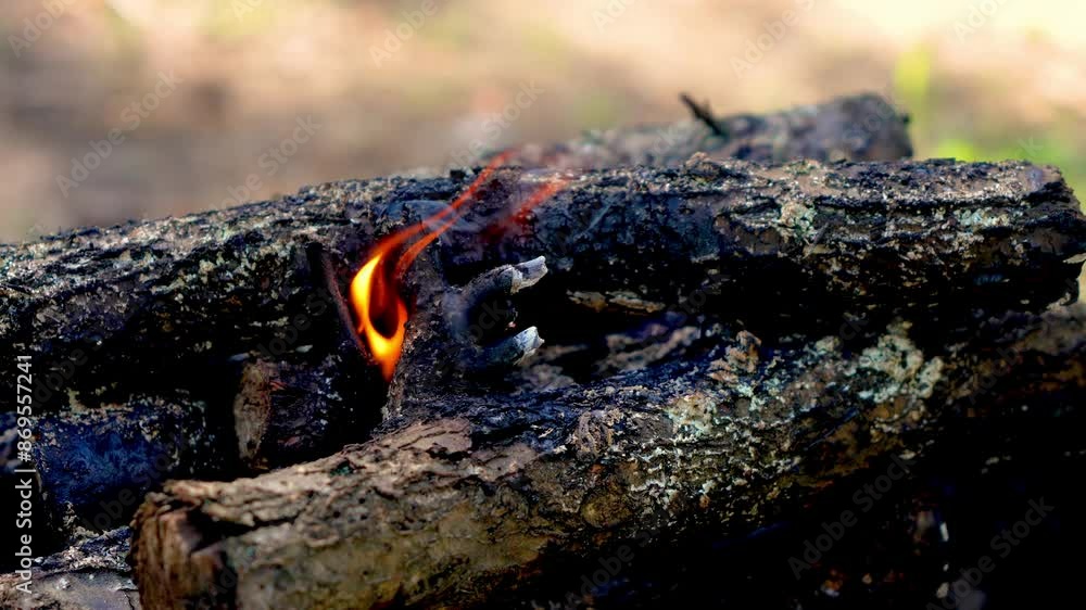 Intense Fire Burning Within Log. Bright orange flames and crackling ...