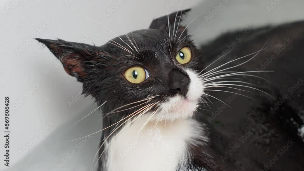Feline pet shower. Cat with scared eyes in water, kitty taking bath in ...