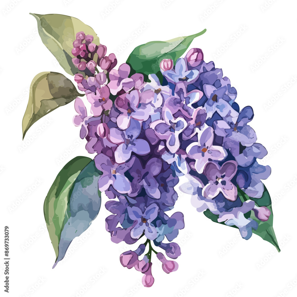 Watercolor of lilac flower, isolated on a white background, lilac ...