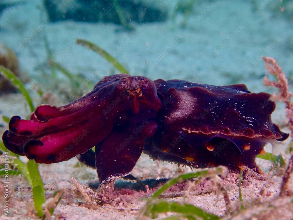 Cuttlefish on the sandy bottom of the sea. The cuttlefish turned black ...