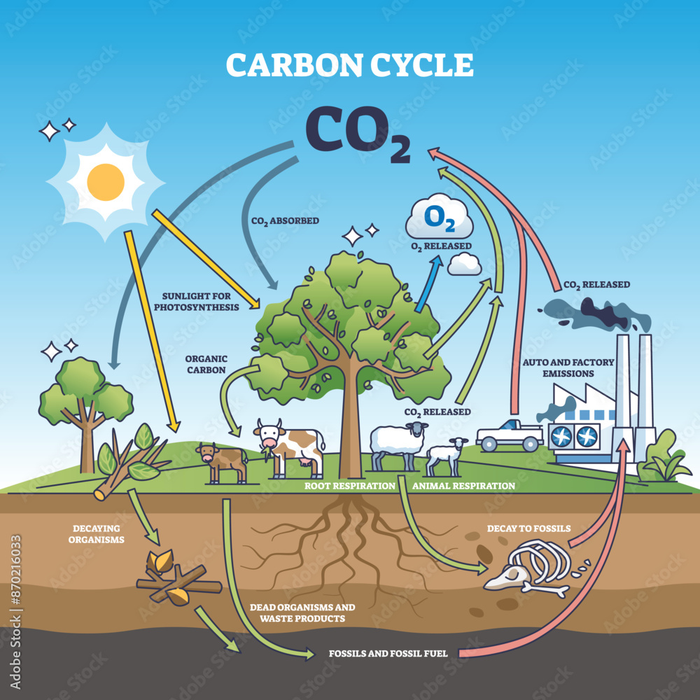Carbon dioxide cycle with CO2 emission exchange in nature outline diagram. Labeled educational ...