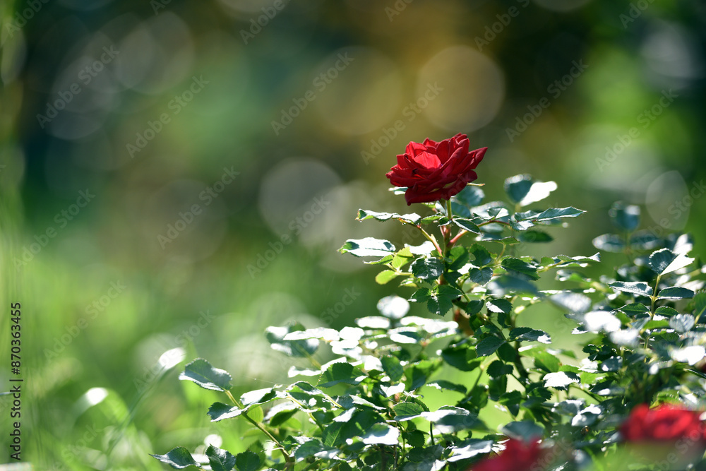 Red rose flower background. Red roses on a bush in the garden. Red rose ...
