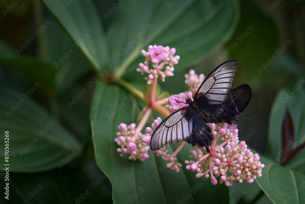 Papilio memnon, buttefly mating coupling in nature. Beautiful black ...