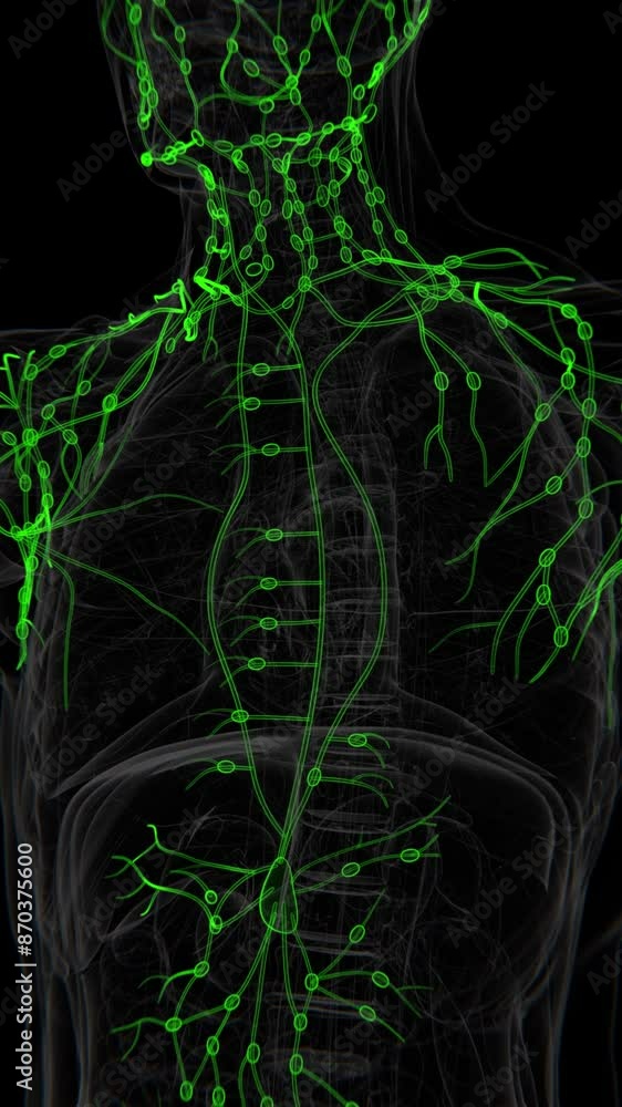 Lymph Nodes Video in Vertical | Lymph Nodes Animation Conceptual Video ...