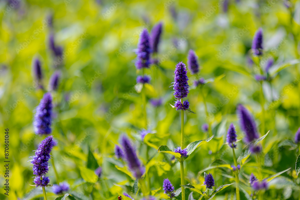 Selective focus of purple blue flower Korean mint in the garden, Blue ...