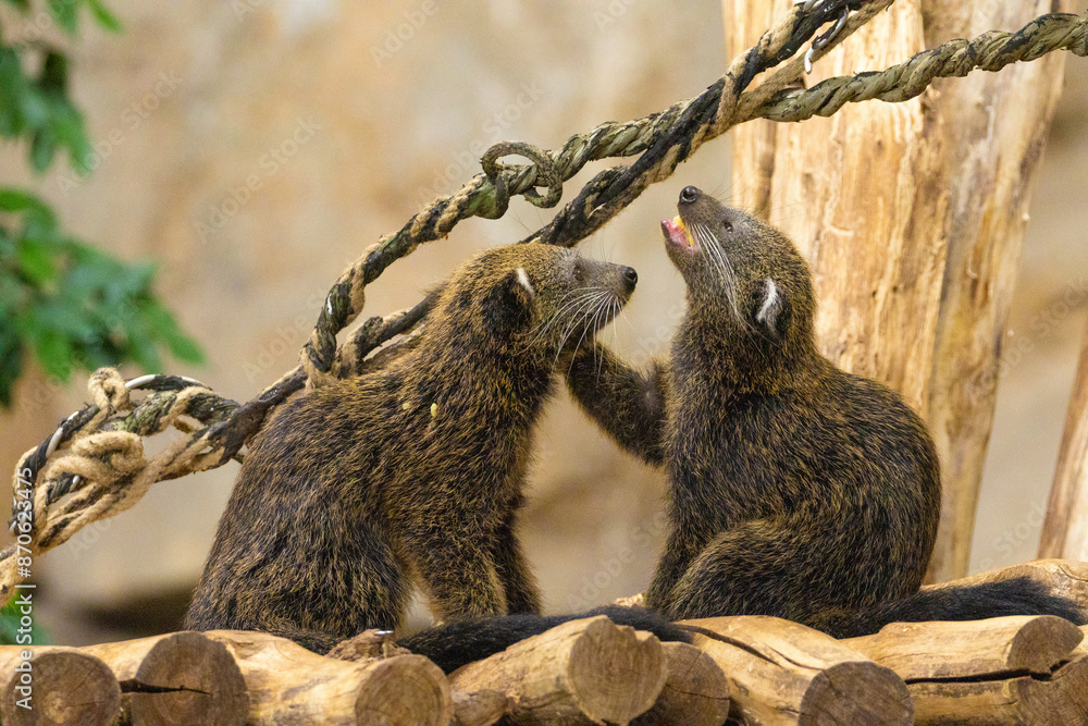 Binturong Arctictis binturong, also known as bearcat. Wildlife animal. Stock Photo | Adobe Stock