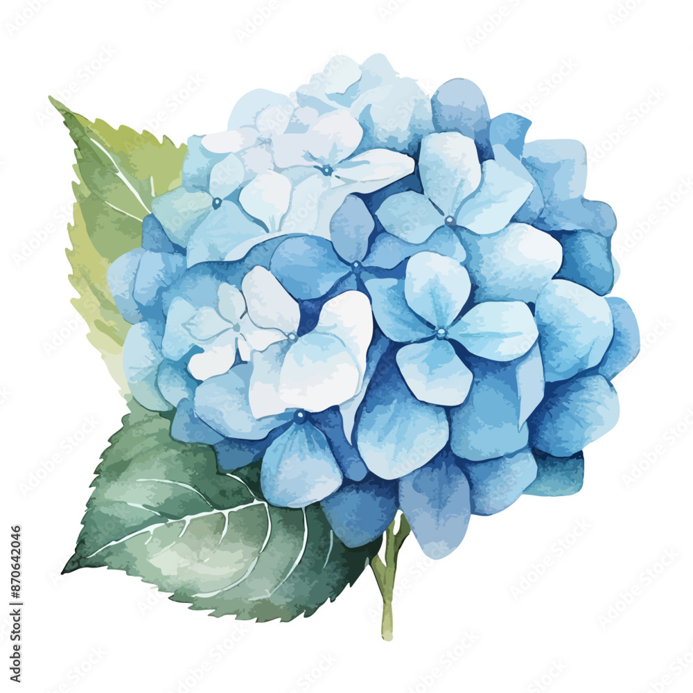 Watercolor blue hydrangea, vector, isolated on white background, vector ...