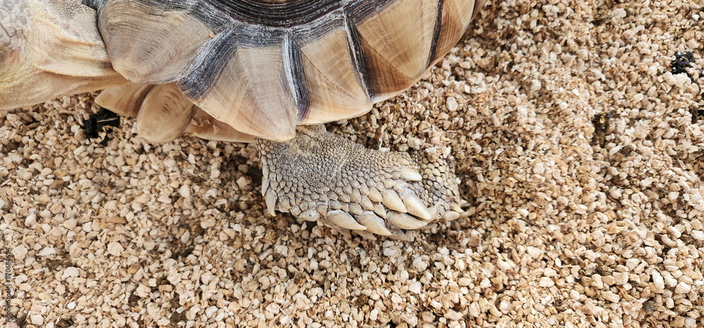 Close-up of the leg of Sulcata tortoise. The African spurred tortoise ...