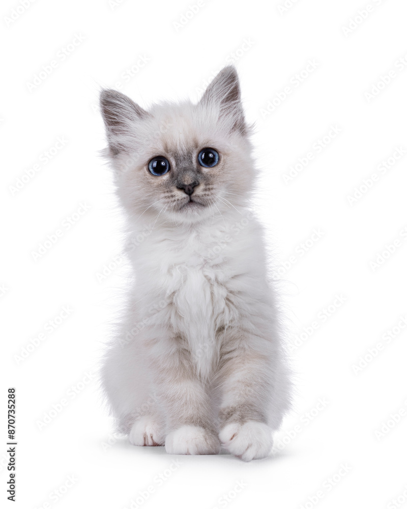 Sacred Birman cat kitten standing facing front.Looking beside lens with ...