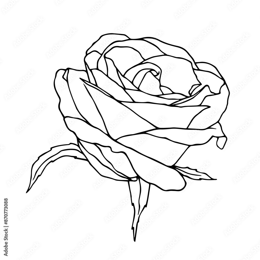 Botanical contour, linear sketch of a rose flower. Vector graphics ...