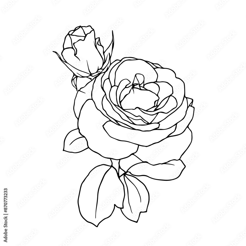 Botanical contour, linear sketch of a rose flower. Vector graphics ...