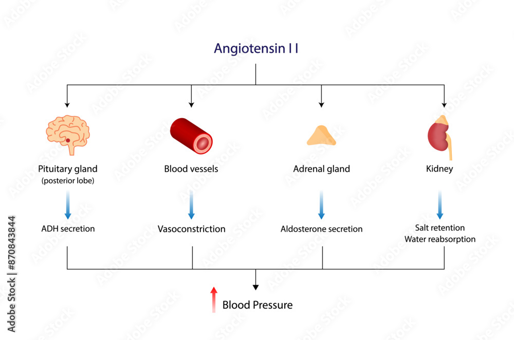 Angiotensin II acts on blood vessels, Adrenal gland and Pituitary gland ...