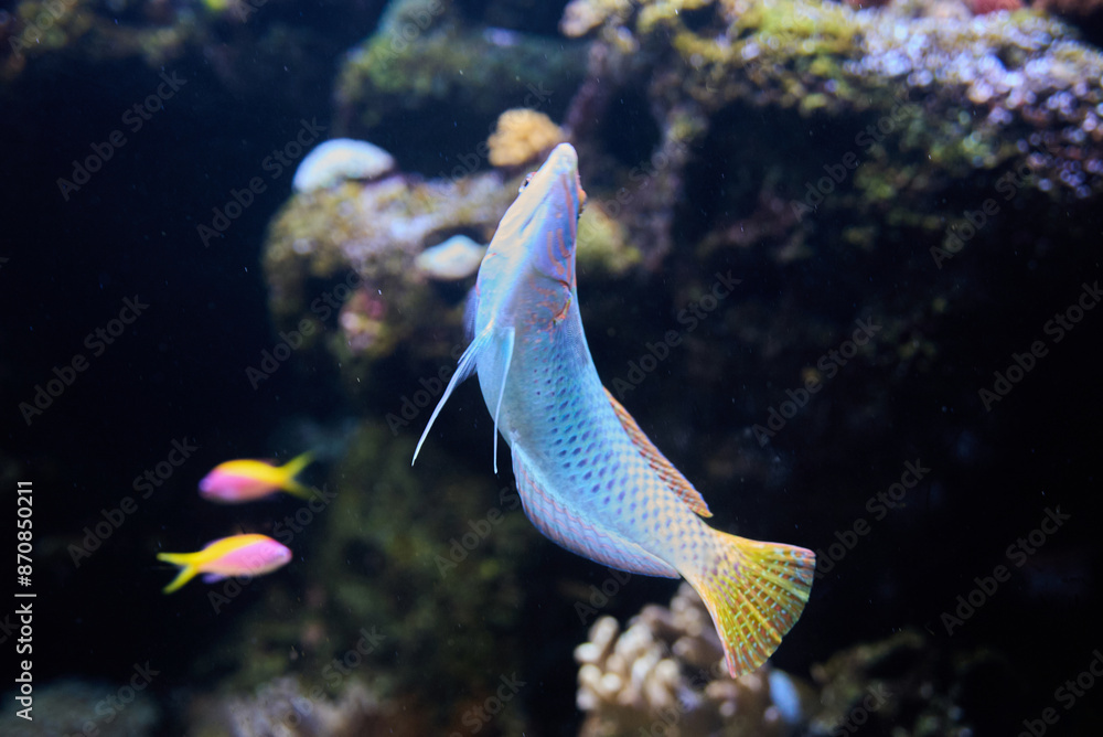Beautiful Thalassoma lunare, commonly known as the Moon Wrasse rainbow ...