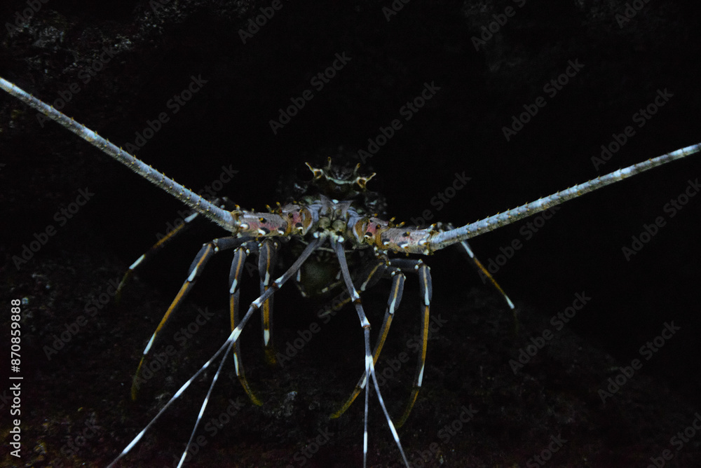 Painted rock lobster, common rock lobster, bamboo lobster, blue spiny ...