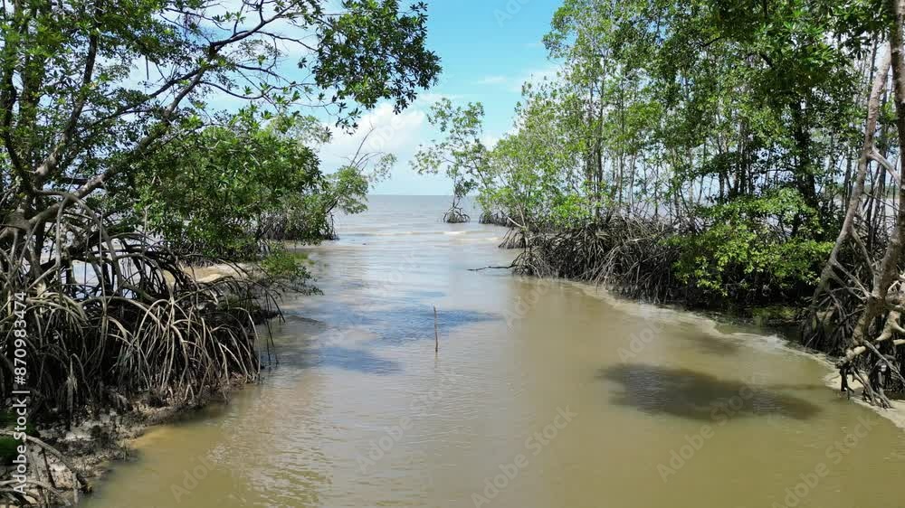 Mangue Manguezal Rio Amazônia Açaí Ilha Marajó Salvaterra Floresta ...