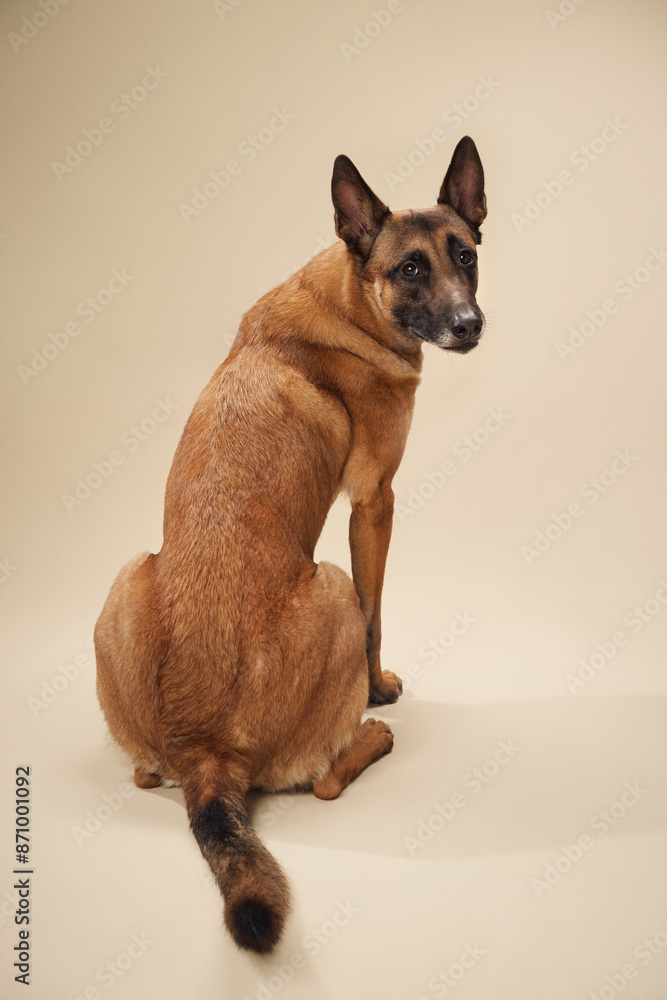 Belgian Malinois sitting in a studio, turning to look over its shoulder ...