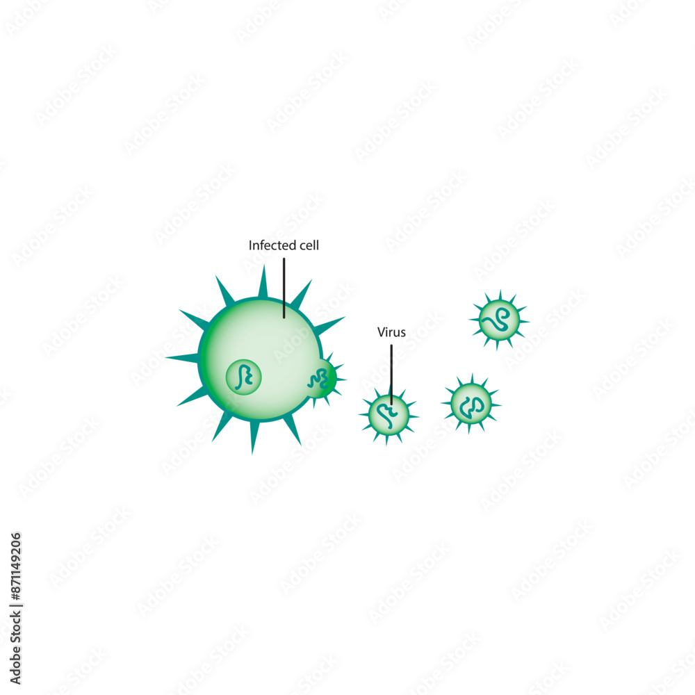 Diagram of virus and virus infected cell - schematic simple ...