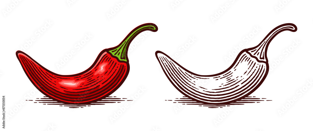 Hand Drawn Chili Pepper, Line Art Engraving Style Vector Illustration ...