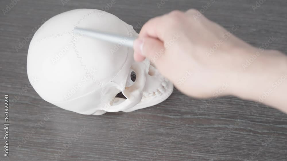 Anatomy Class: Demonstrating on a 3D Skull: Hands of a teacher or ...