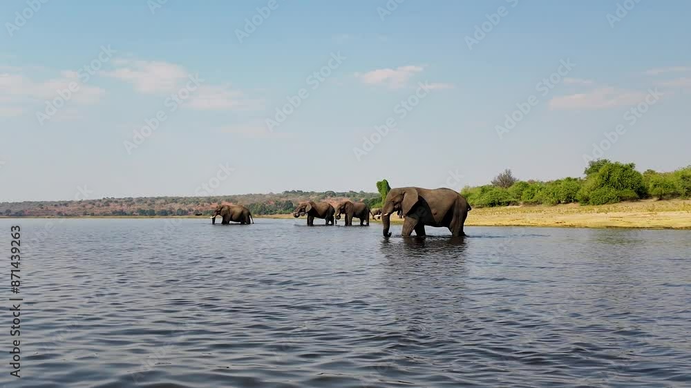 Elephants In River At Chobe National Park In Kasane Botswana. African ...