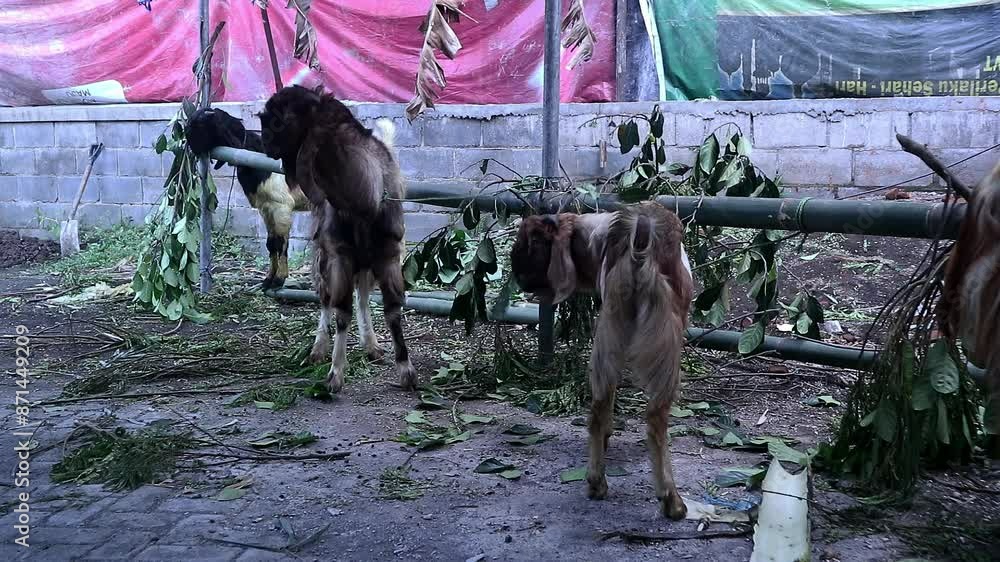 Goat (kambing qurban) for the slaughter preparation of sacrifices on ...