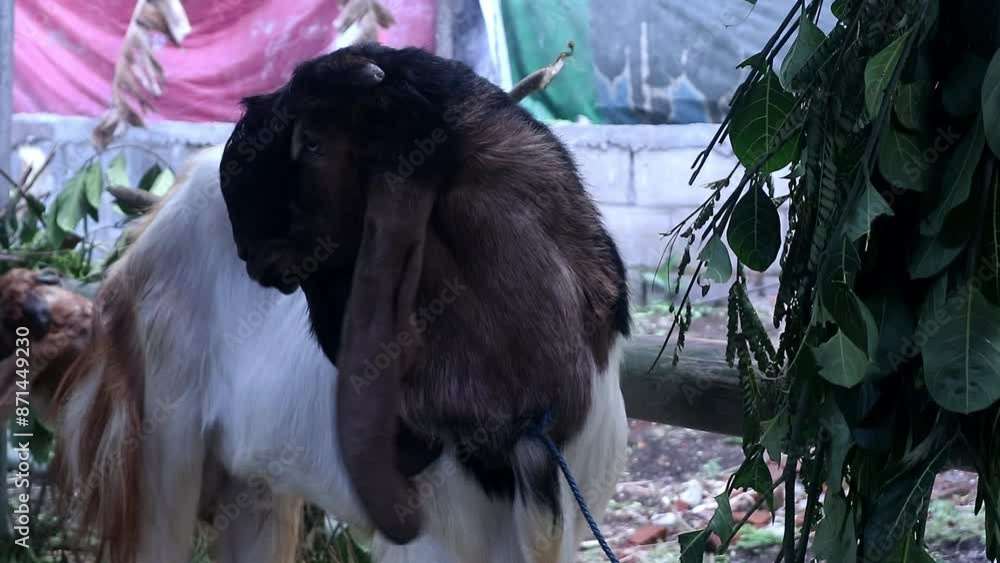 Stockvideo Goat (kambing qurban) for the slaughter preparation of ...
