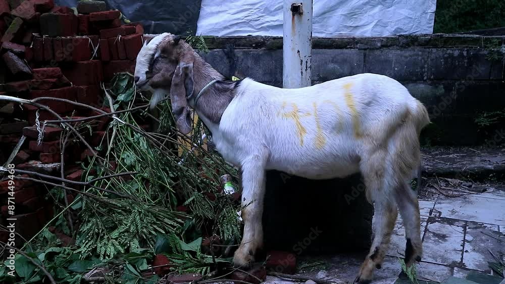 Goat (kambing qurban) for the slaughter preparation of sacrifices on ...