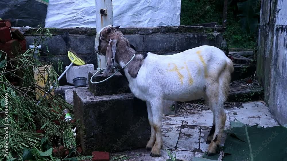 Goat (kambing qurban) for the slaughter preparation of sacrifices on ...