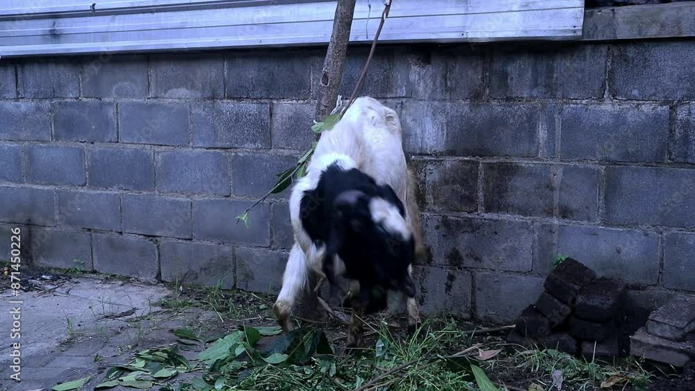 Goat (kambing qurban) for the slaughter preparation of sacrifices on ...