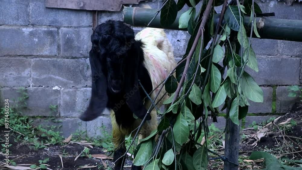 Goat (kambing qurban) for the slaughter preparation of sacrifices on ...