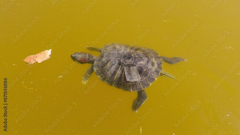 Pond Slider slowly floats on the surface of water and eats bread ...